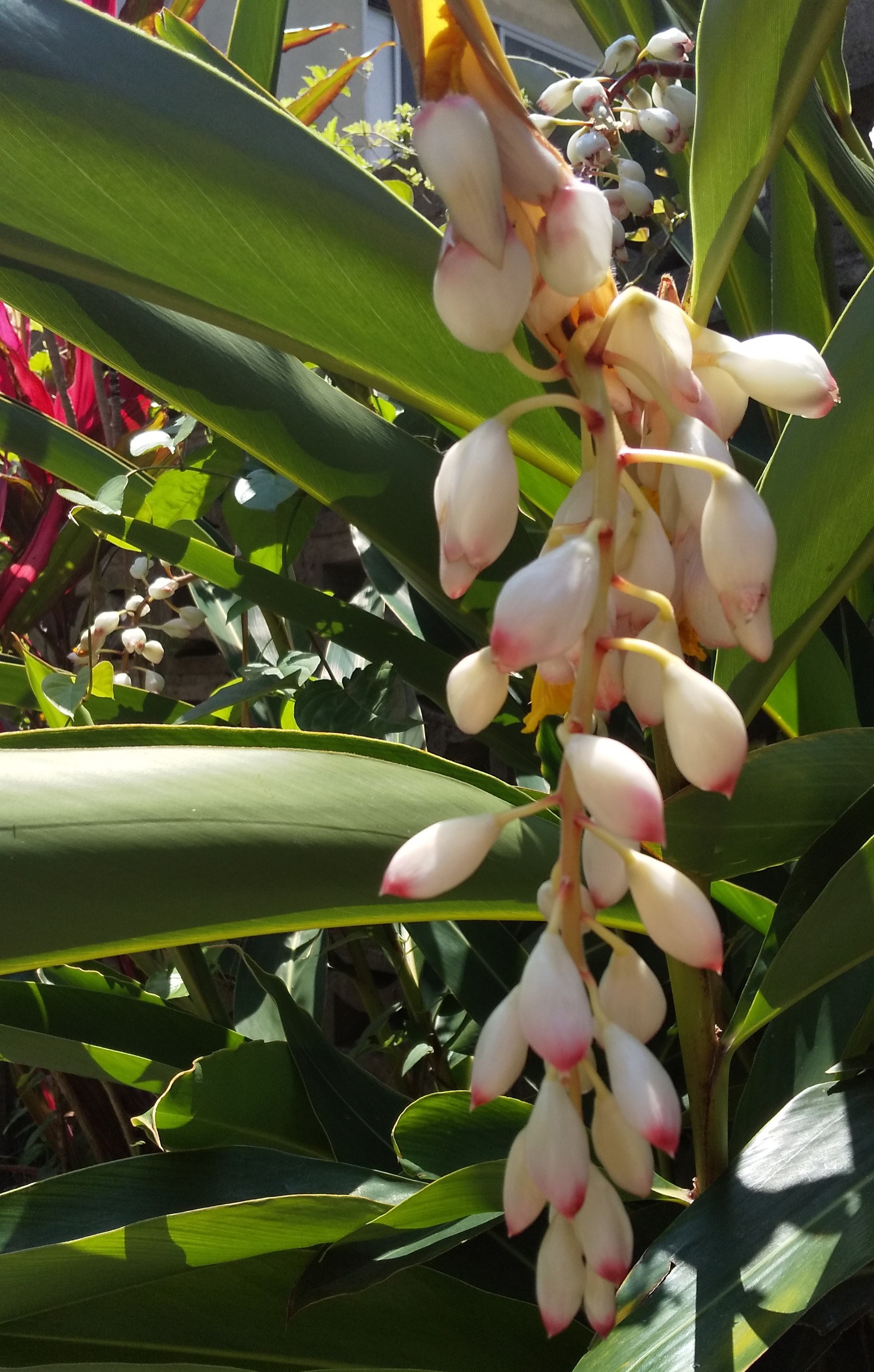 沖縄 サンニン(月桃)の知れば知るほどすごいパワー｜happy かりゆし｜coconalaブログ